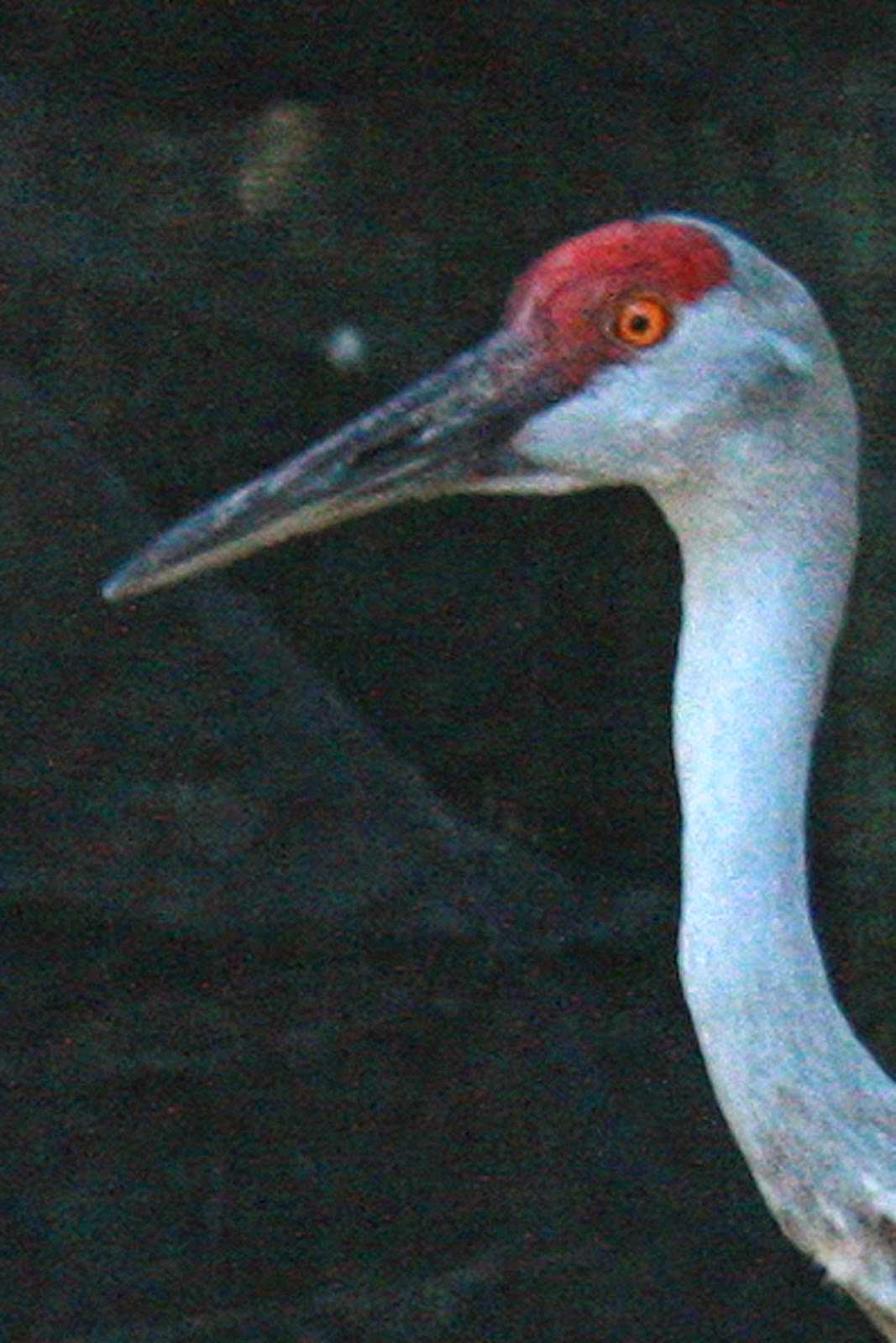 World Bird Sanctuary: Sandhill Crane Migration-Nebraska