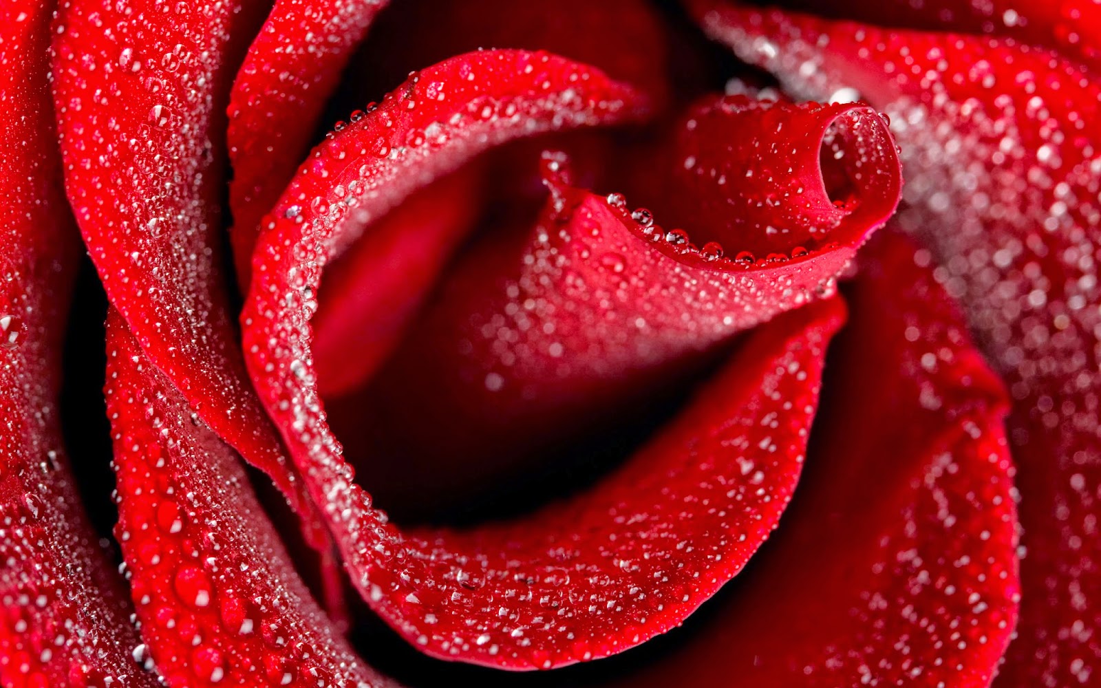 Best Red Rose Wallpaper hd-Rose Flower Wallpaper - Fresh Wallpapers 2014