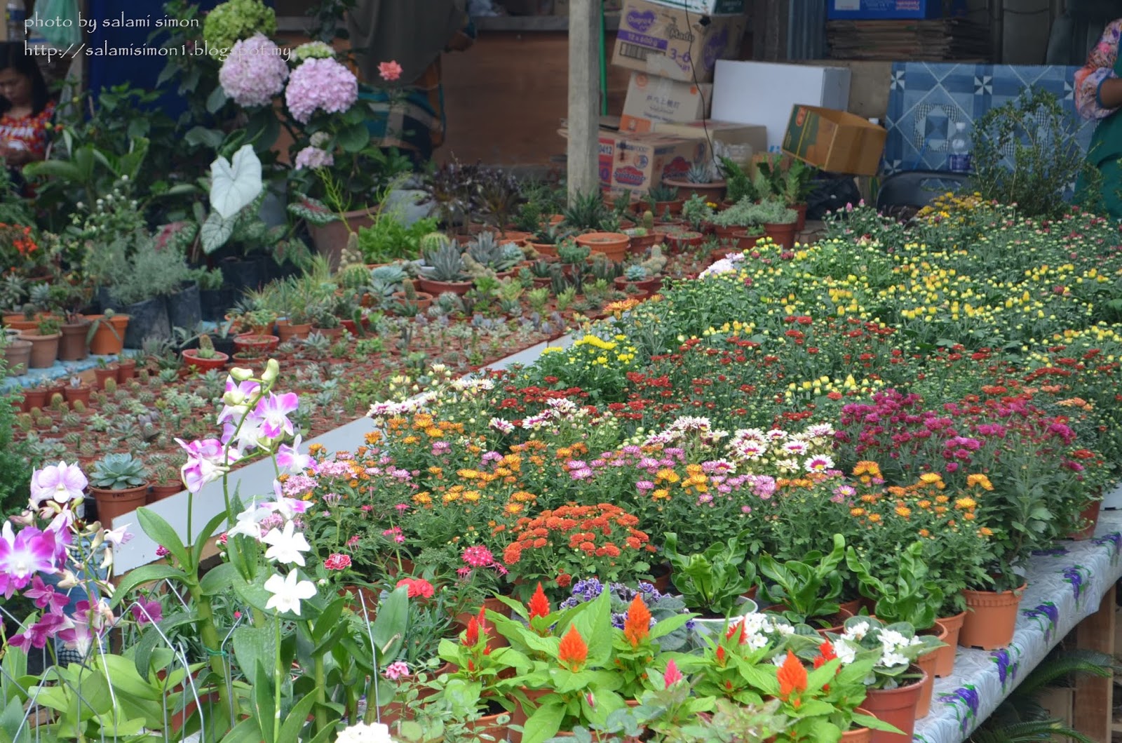 Kundasang : Syurga Sayuran Segar & Pelbagai Buah-Buahan Tempatan - Amie ...