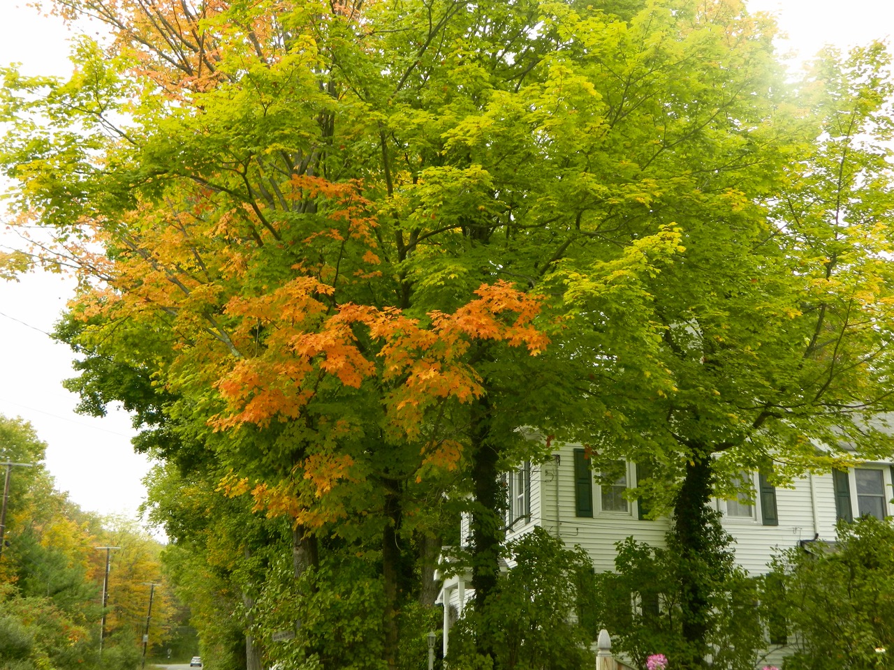 Pam's English Cottage Garden: Autumn in the Cottage Garden