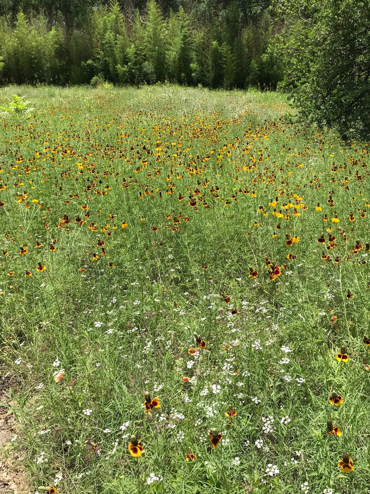 Austin, Texas Daily Photo: Wild flora