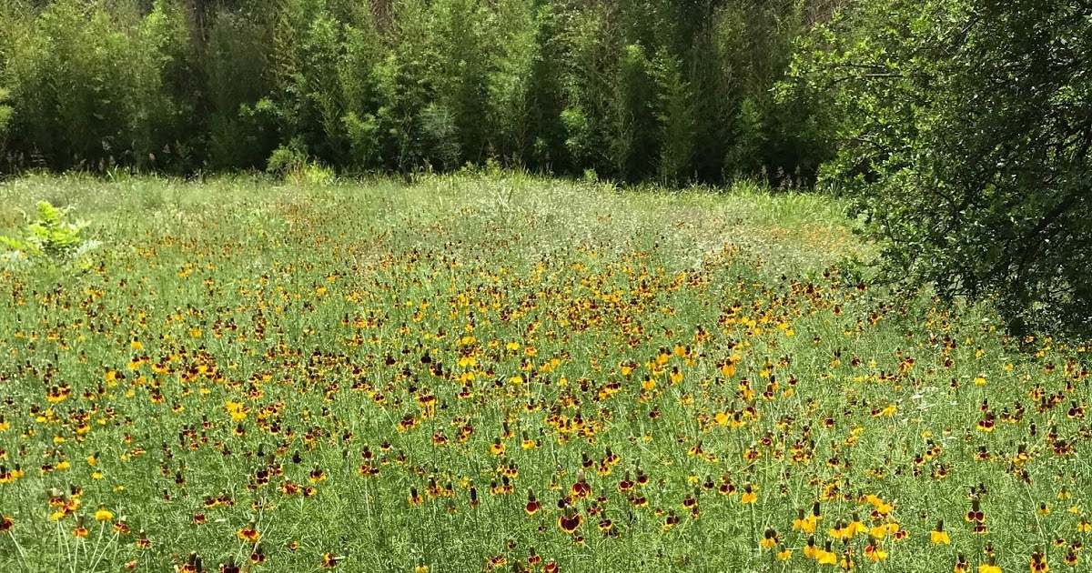 Austin, Texas Daily Photo: Wild flora