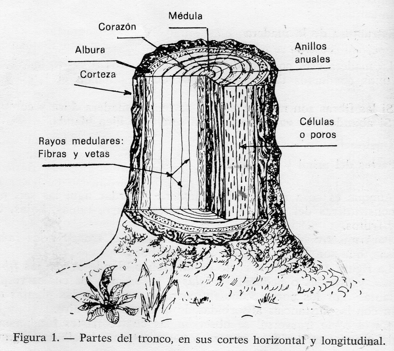 Carpintería de la Madera: Introducción a Carpintería de la Madera