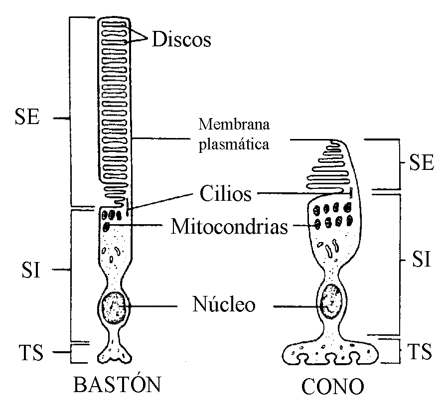 INVESTIGACIONES EN SALUD OCULAR: FOTORRECEPTORES