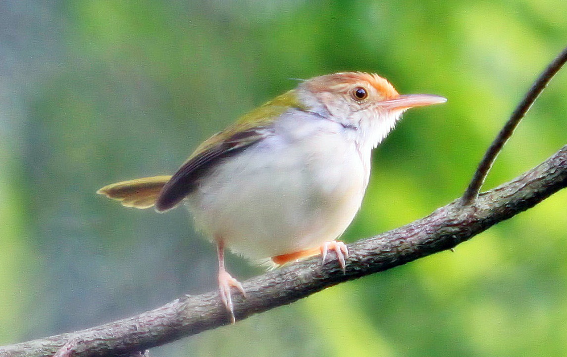 Prenjak jawa - Ocehan Kenari