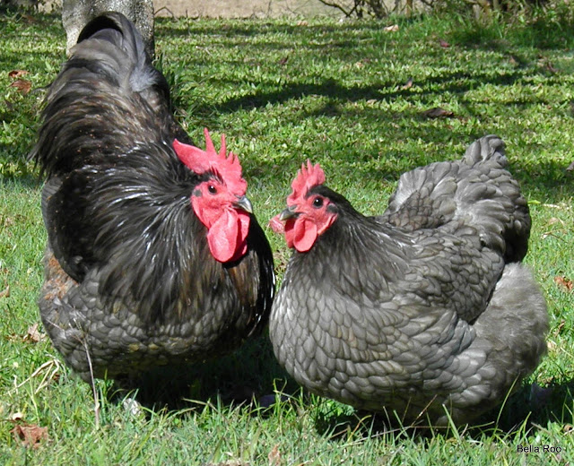 Ελληνικές Κότες: Κότες ράτσας Australorp: Τρομερή αυγοπαραγωγή και ...