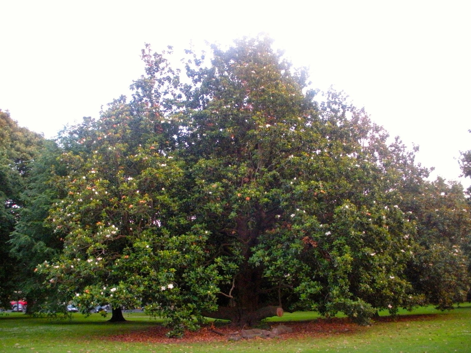 Memphis Trees: Magnolia Moon