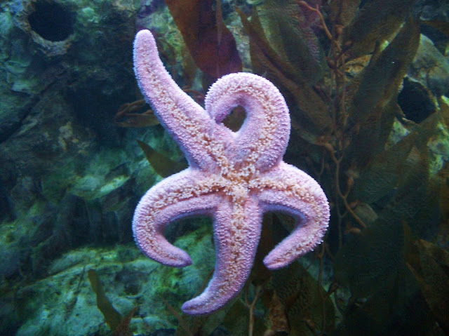 Best of the Bulletin Board: Aquarium Tunnels