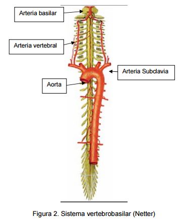 Irrigación SNC ~ Blog de Neuromorfofisiología