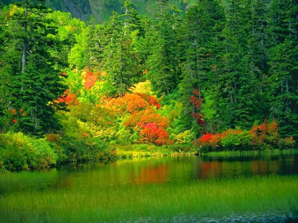 Beautiful Pond Nature Scenery HD Wallpapers