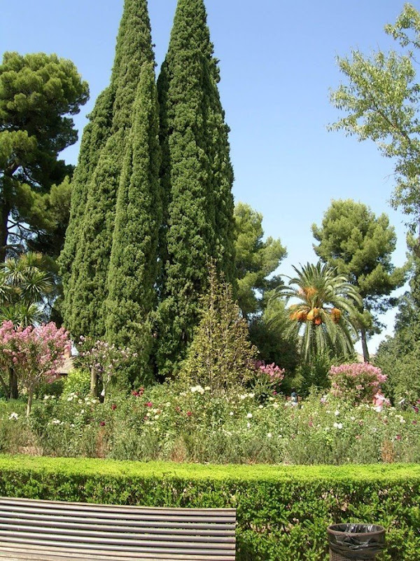 AMA LA NATURALEZA HOY : ARBOLES DE EUROPA