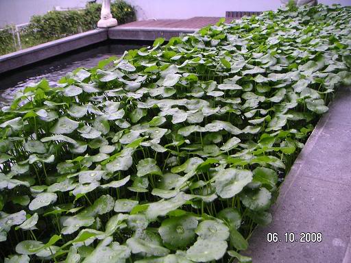 ichsan koi farm: veggie filter (filter tanaman)