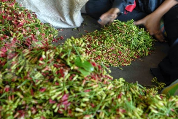 Bagaimana Cara Budidaya Tanaman Cengkeh?