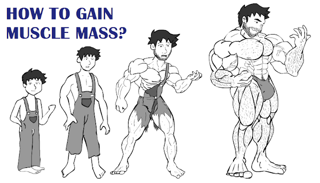 Muscle Palace: How to Gain Muscle Mass - Tips for Beginners and Hardgainers