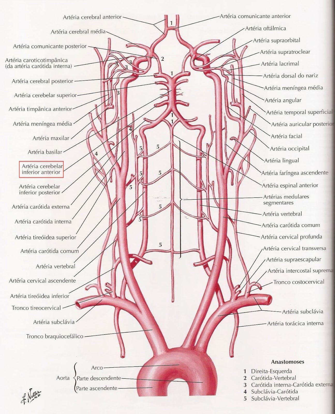 Osteopatia Campinas - Dr. Rodolfo Amoroso Borges: Conceitos ...