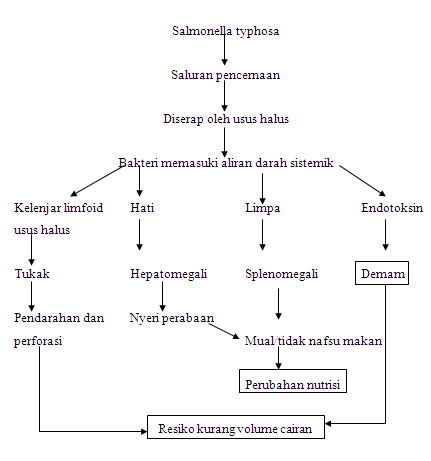 ChyntiaBlog: Demam Tifoid pada Anak