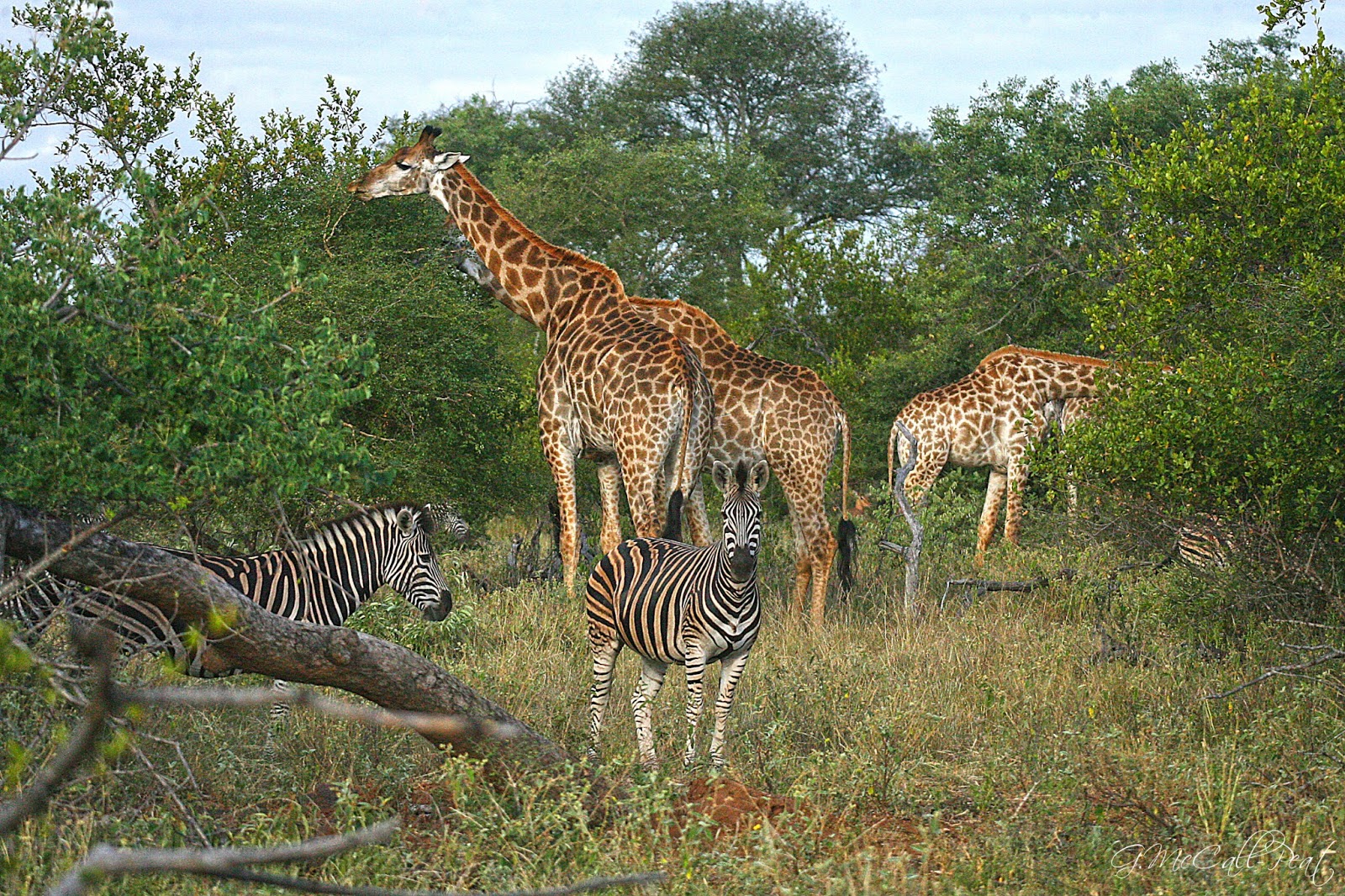 Ezulwini Game Lodges: An introduction...to us