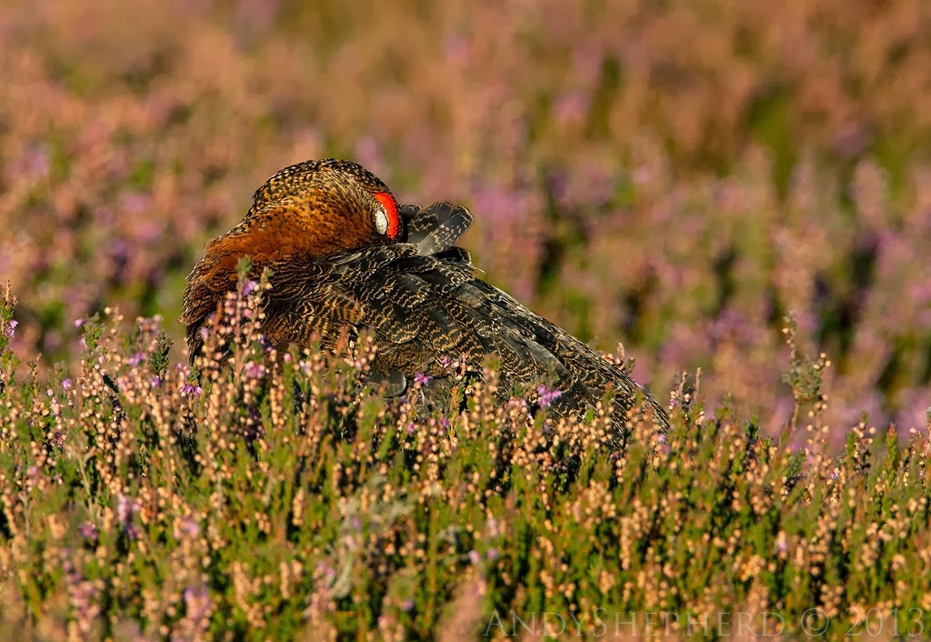 Andy Shepherd Wildlife Photography: More Red Grouse