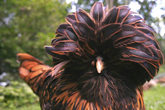 Do the Funky Chicken: 9 Weird Breeds of Chicken | From Home Wealth