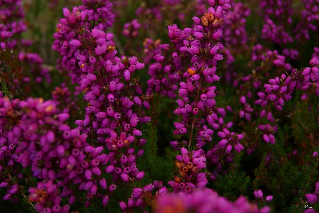 EL TIEMPO QUE NUNCA CESA: ROJO ESTARÁ EL BREZAL