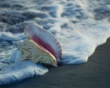Solitude: Symboliek van de schelp