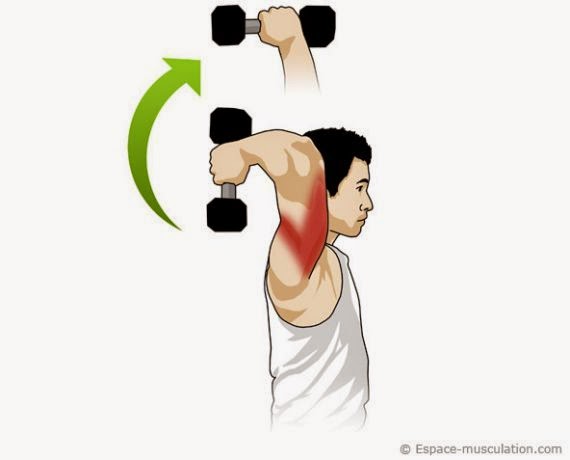 Extensions au dessus de la tête Methode De Musculation