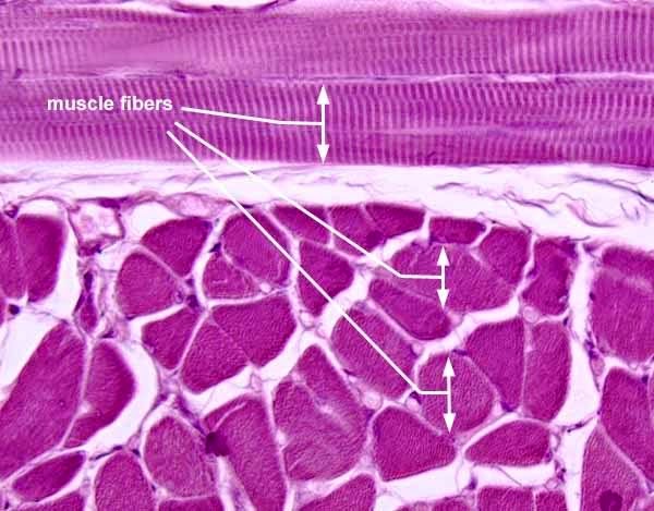 Free Lecture Notes and Presentations : Histology