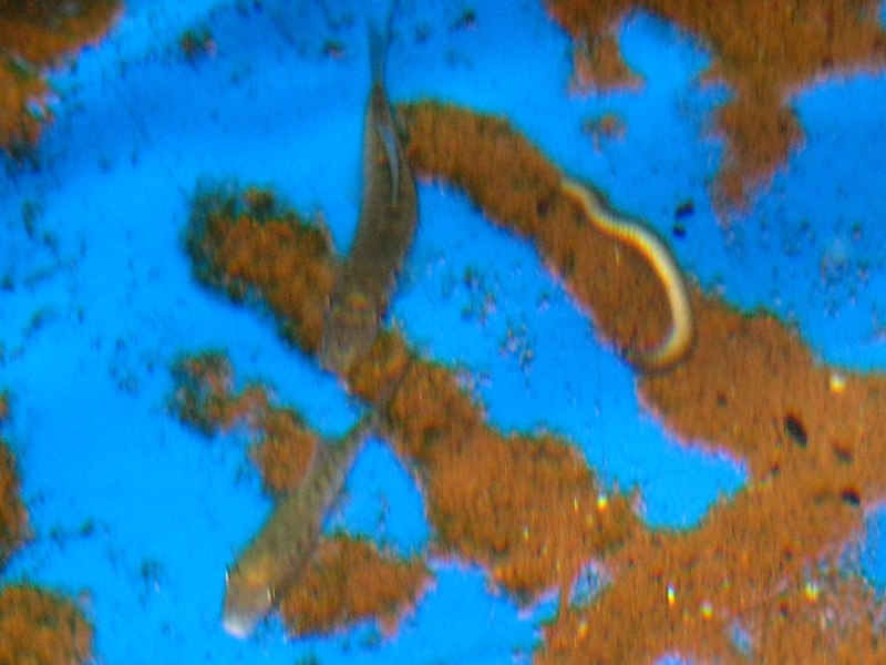 120 things in 20 years: Aquaponics - Suckfish