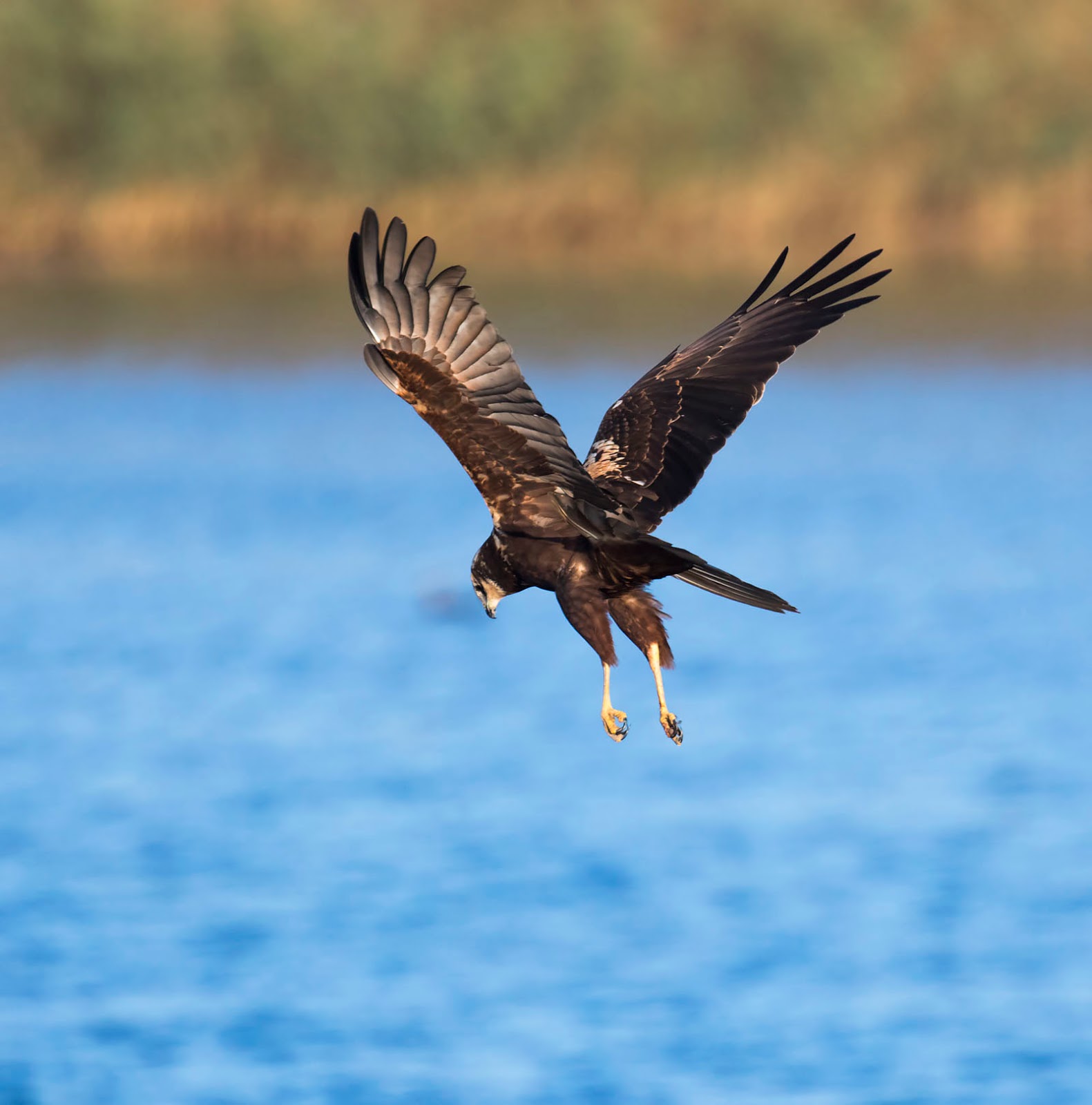 pewit: juvenile female Marsh Harrier hunting
