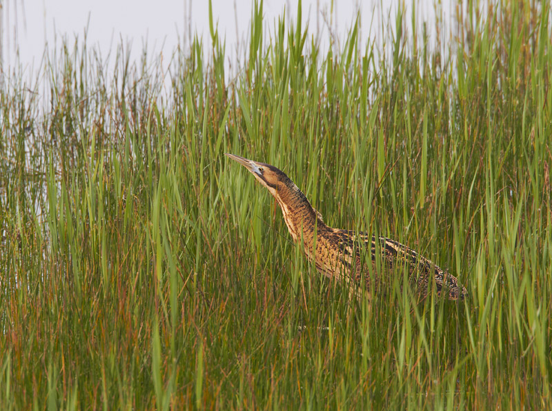 Wildlife Photography across the Water: Mini Trip Report pt 1 - RSPB ...