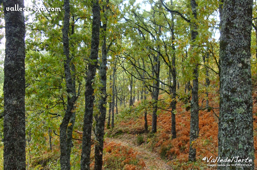 Valle del Jerte - Valle Cereza: Bosques autóctonos del Valle del Jerte