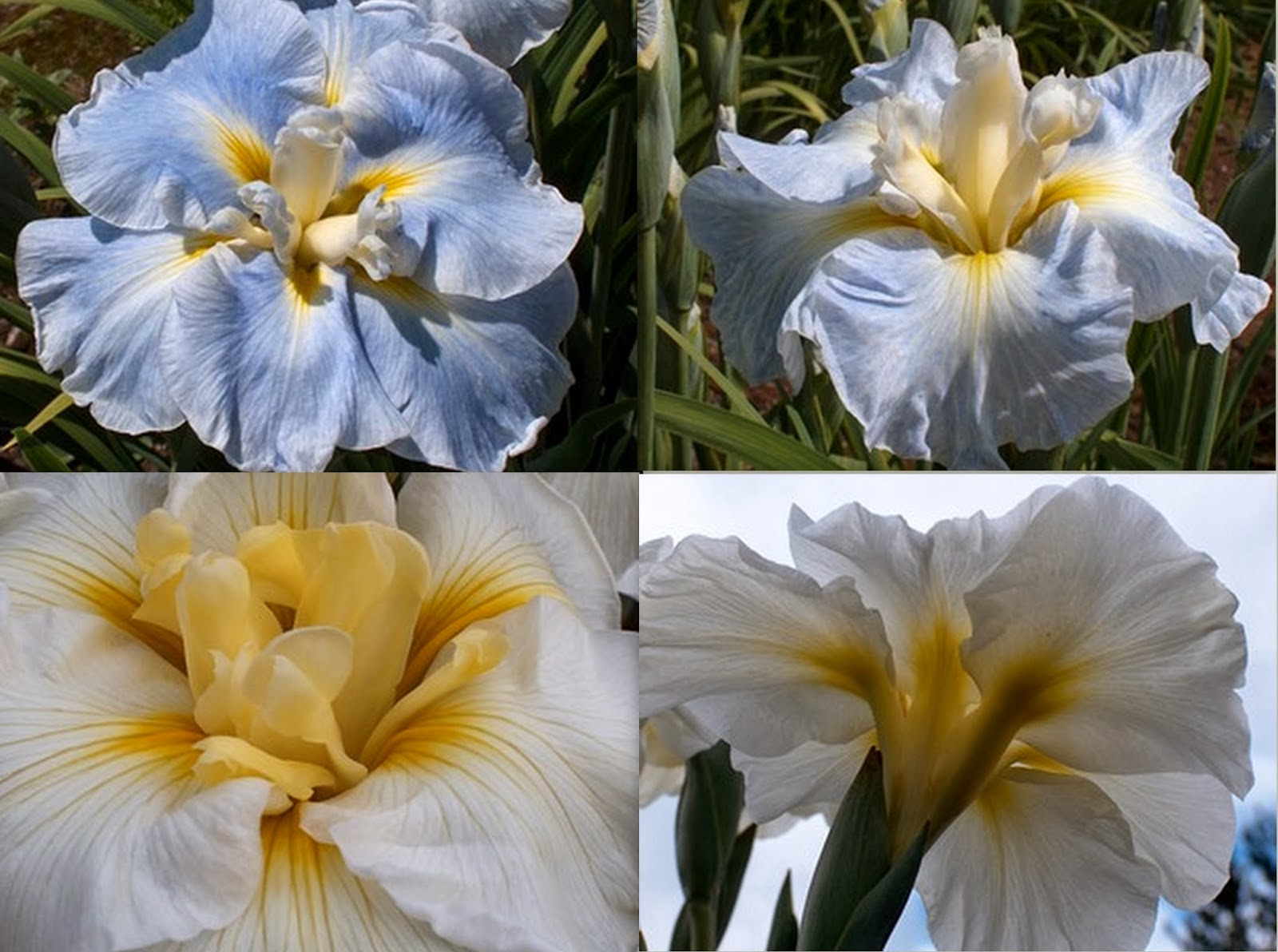 World of Irises: Hybridizer Profile: Chad Harris of Mt. Pleasant Iris Farm