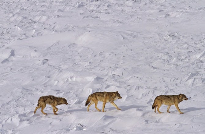 White Wolf : April 2015