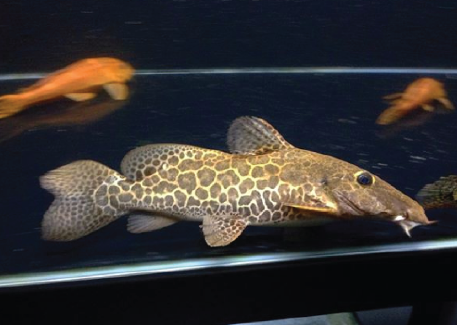 Giraffe Catfish Si Ikan Lele Unik Berbibir Dower - Nakama Aquatics
