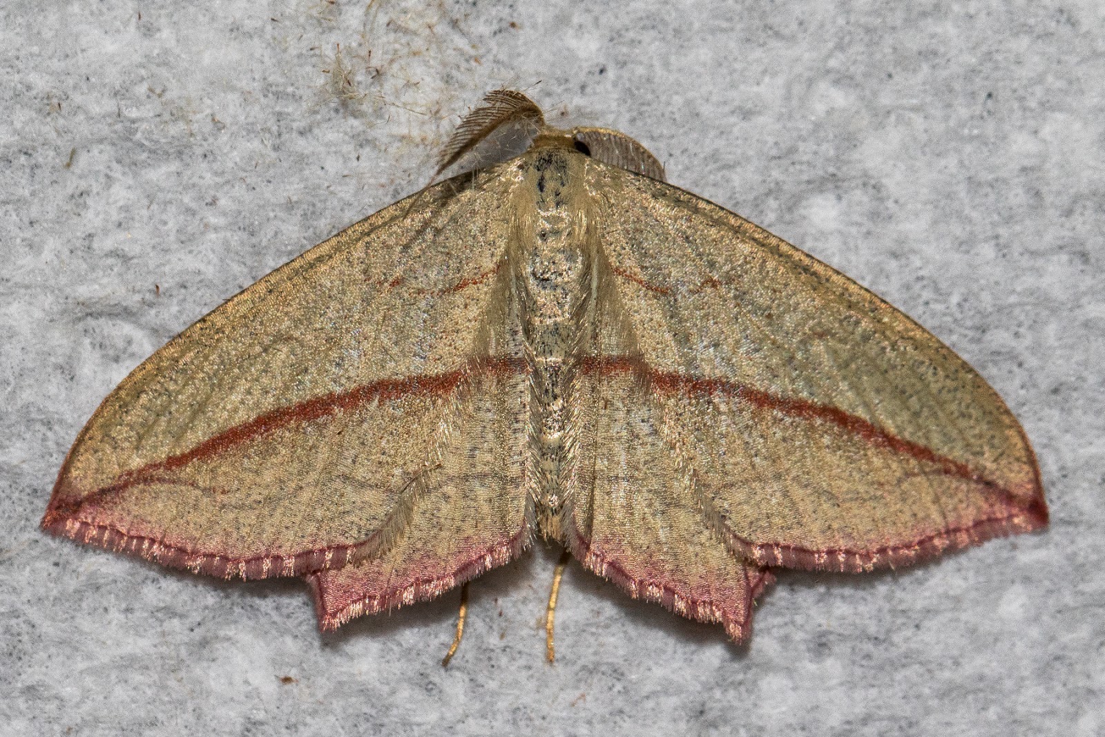 Butterflies, Dragonflies, Moths & other Insects: Blood Vein