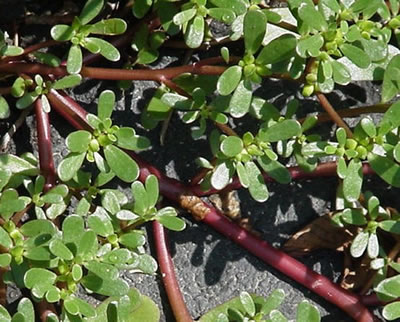 Homestead Revival: Purslane