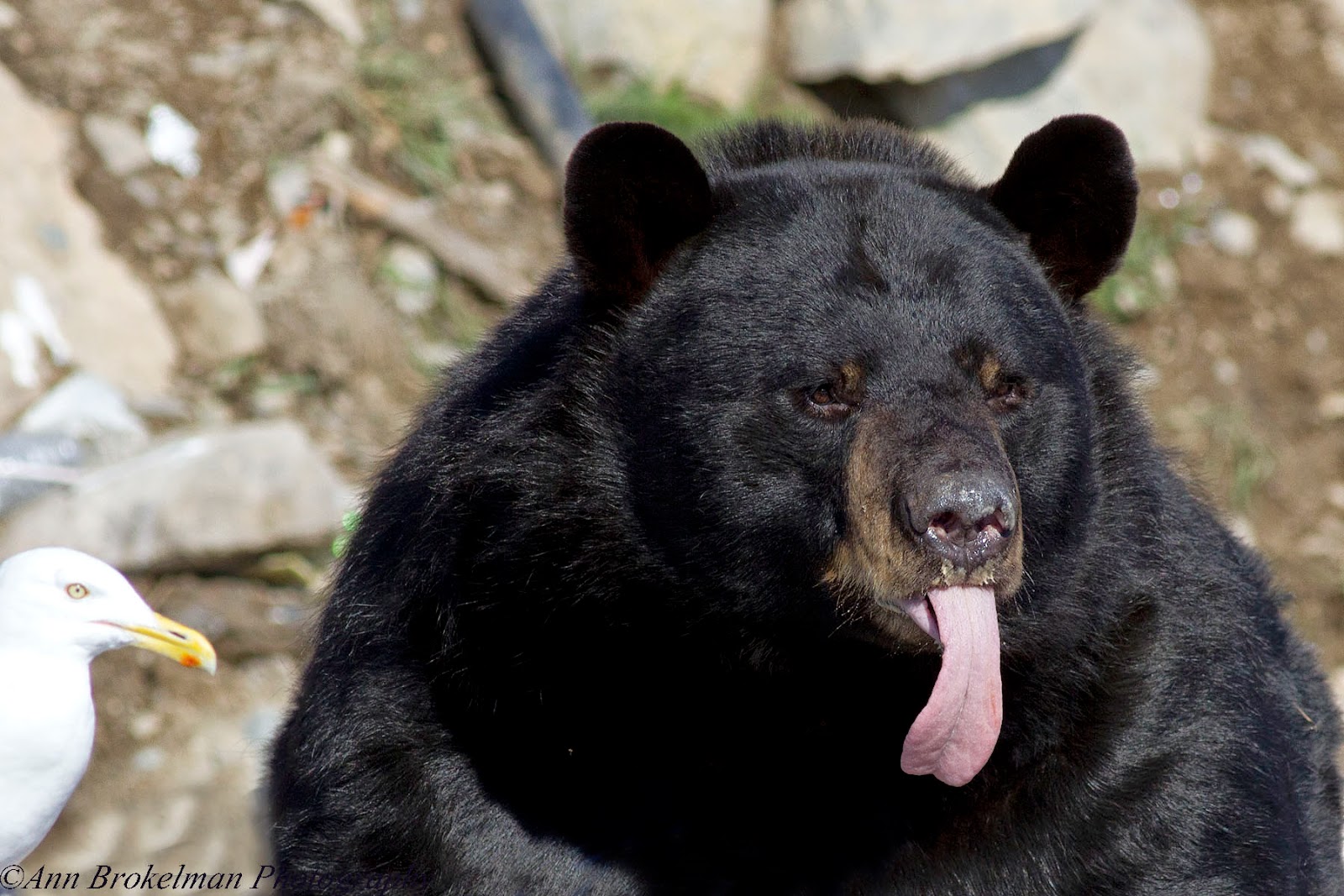 Ann Brokelman Photography: Black Bears up north Sept 2014
