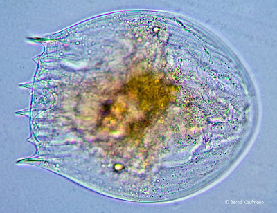 Aquamax - The Blog Site