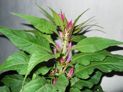 ♣ Vriksha ♣ Sasya ♣ Lata ♣: kodijuttu poolu/ celosia argentea/ gunaka ...