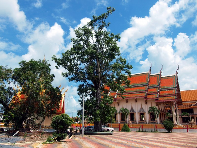 Life does not have to be perfect, but to be wonderful!!!: Malaysian Siamese