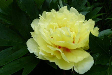 Blommor och sånt med koloni: Från Pion till Ros