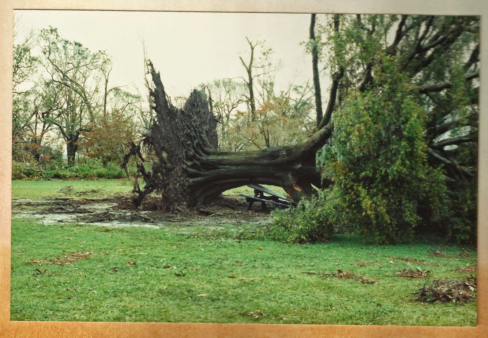 A Tidewater Gardener: Hurricane Hugo 1989