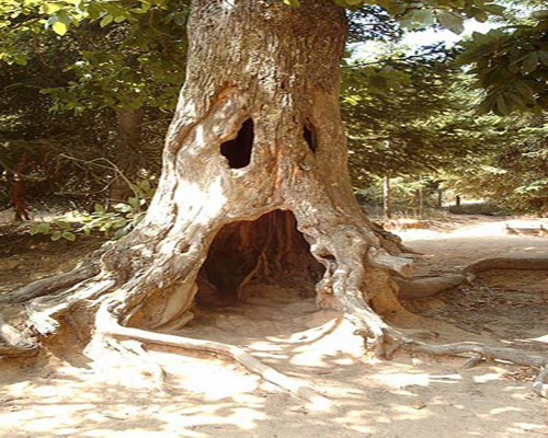 Creative Tree Photography ~ Hits All