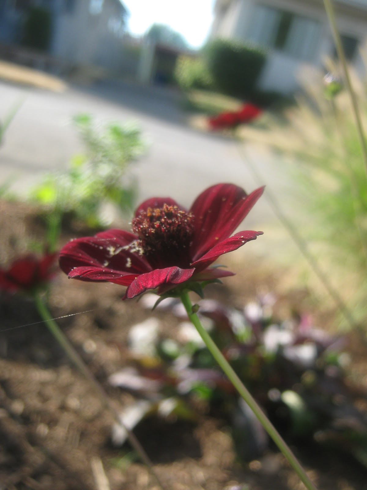 Rindy Mae: The Mums Are Blooming!