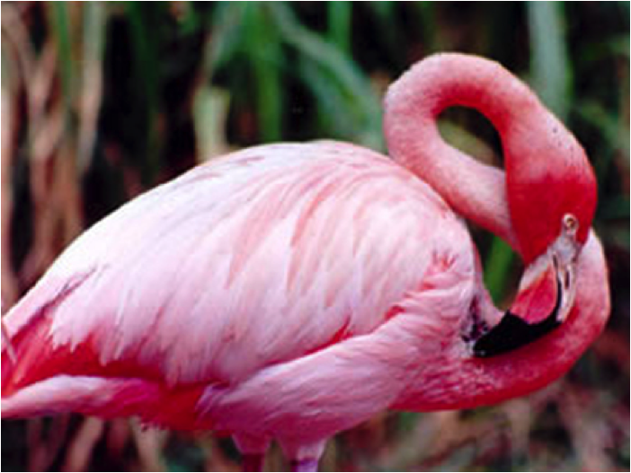 MIDHIT: Flora y Fauna de la Península de Yucatán