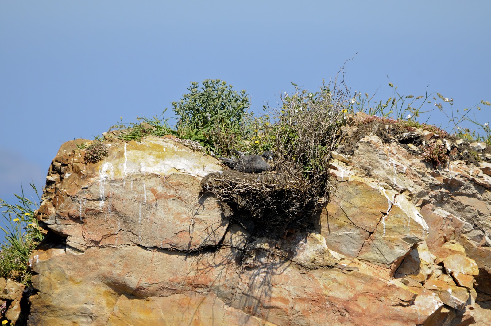 EL NIDO DEL XUAN: HALCÓN PEREGRINO. (Falco peregrinus)