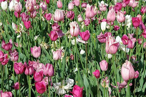 Decoration and Design Country Roses | Garden Park