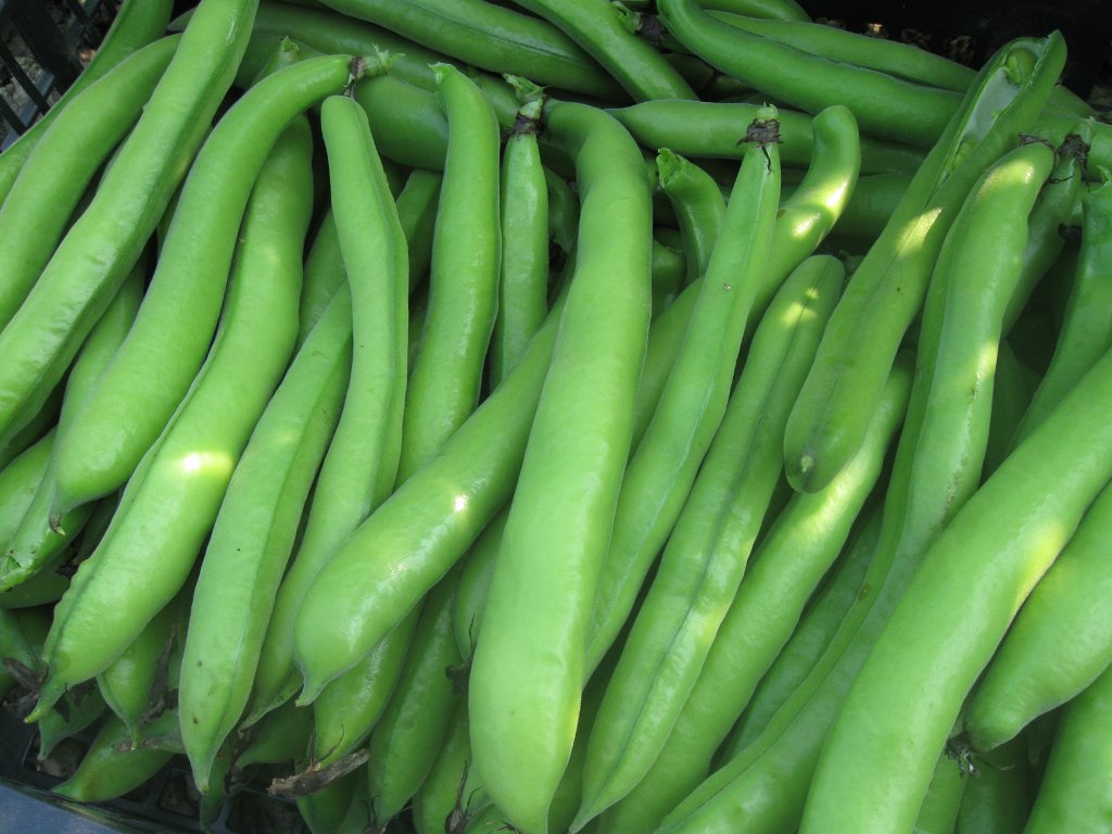 L'orto di Giada: Quando raccogliere le fave?