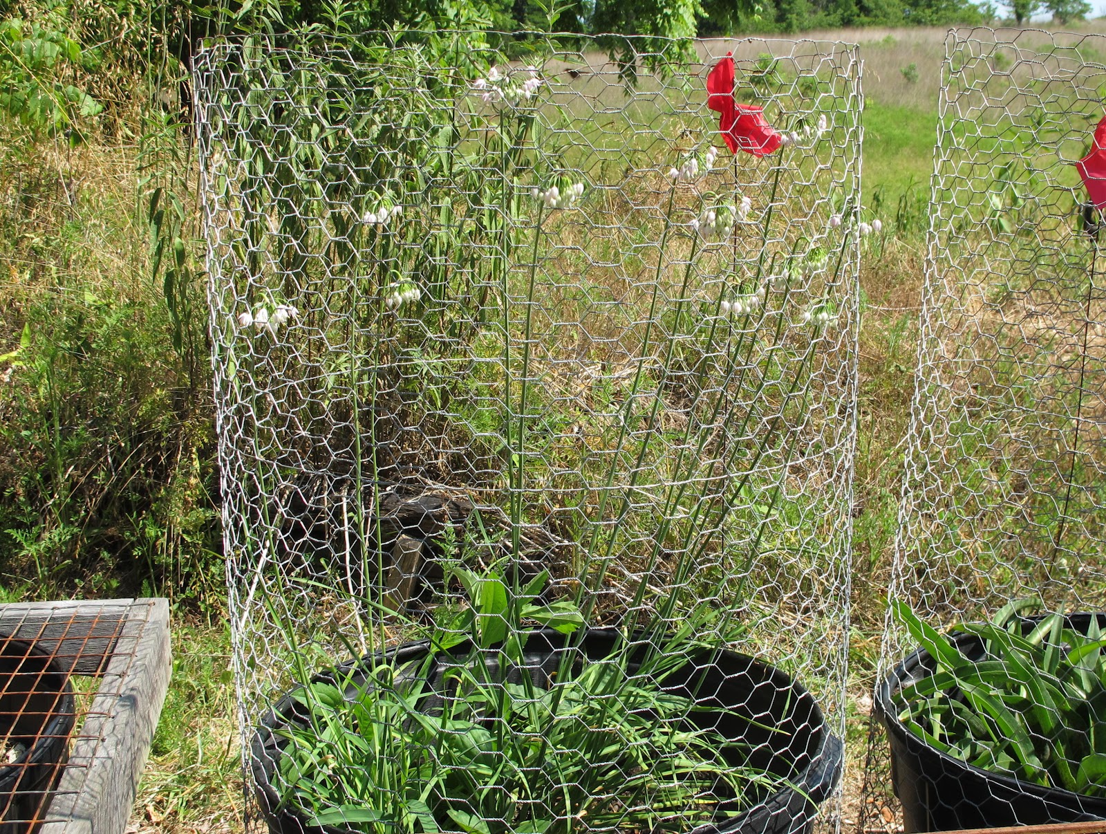 Blue Jay Barrens: Nodding Wild Onion Project