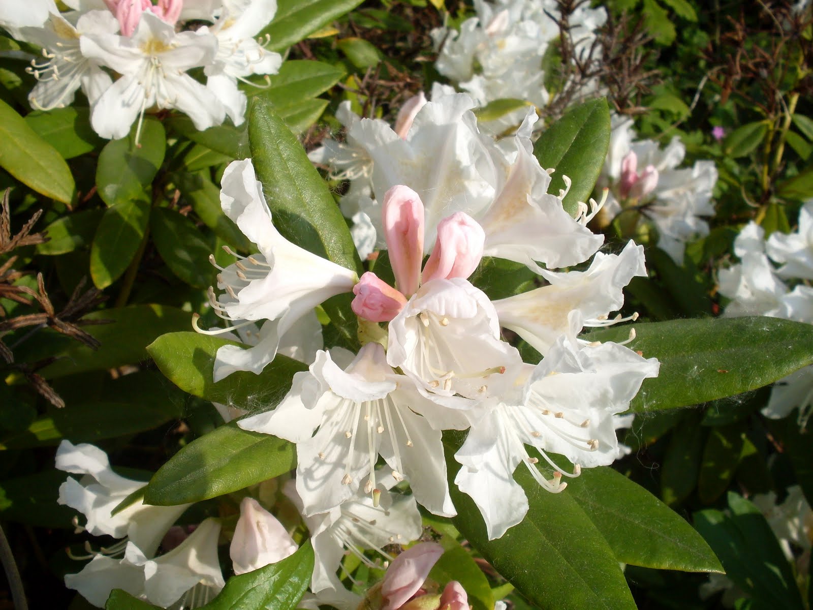 gillyflower: Flower Photos